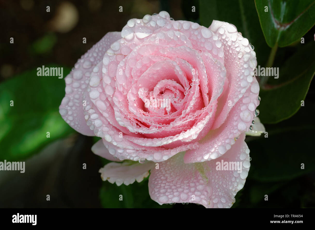 a single rose with sparkling drops of water Stock Photo - Alamy