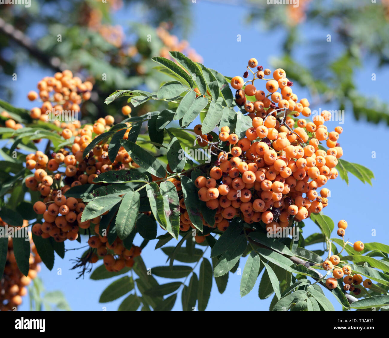 ashberry at dry sunny day Stock Photo - Alamy