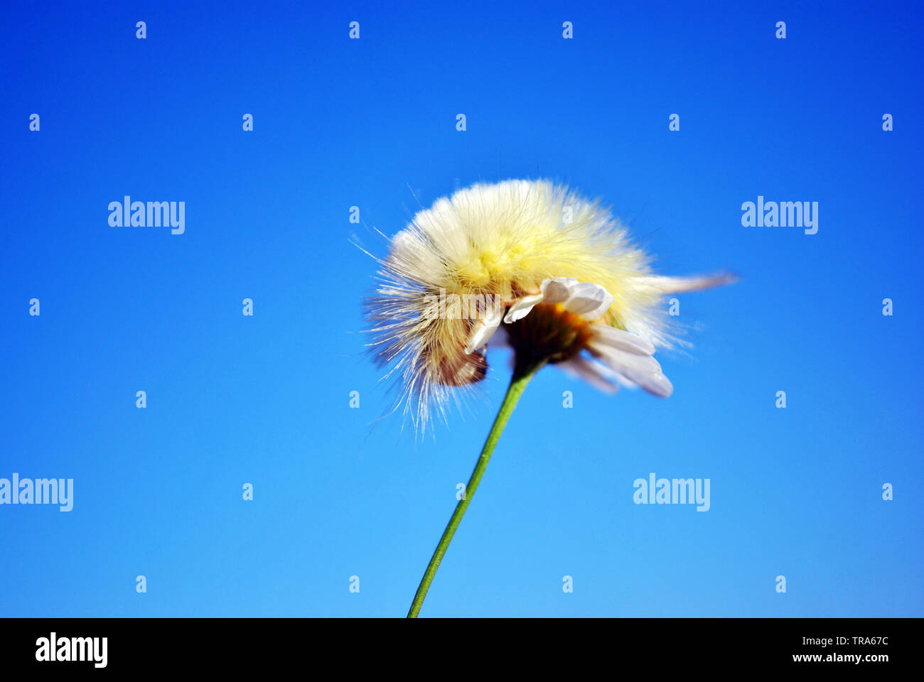Caterpillar on daisy High Resolution Stock Photography and Images - Alamy