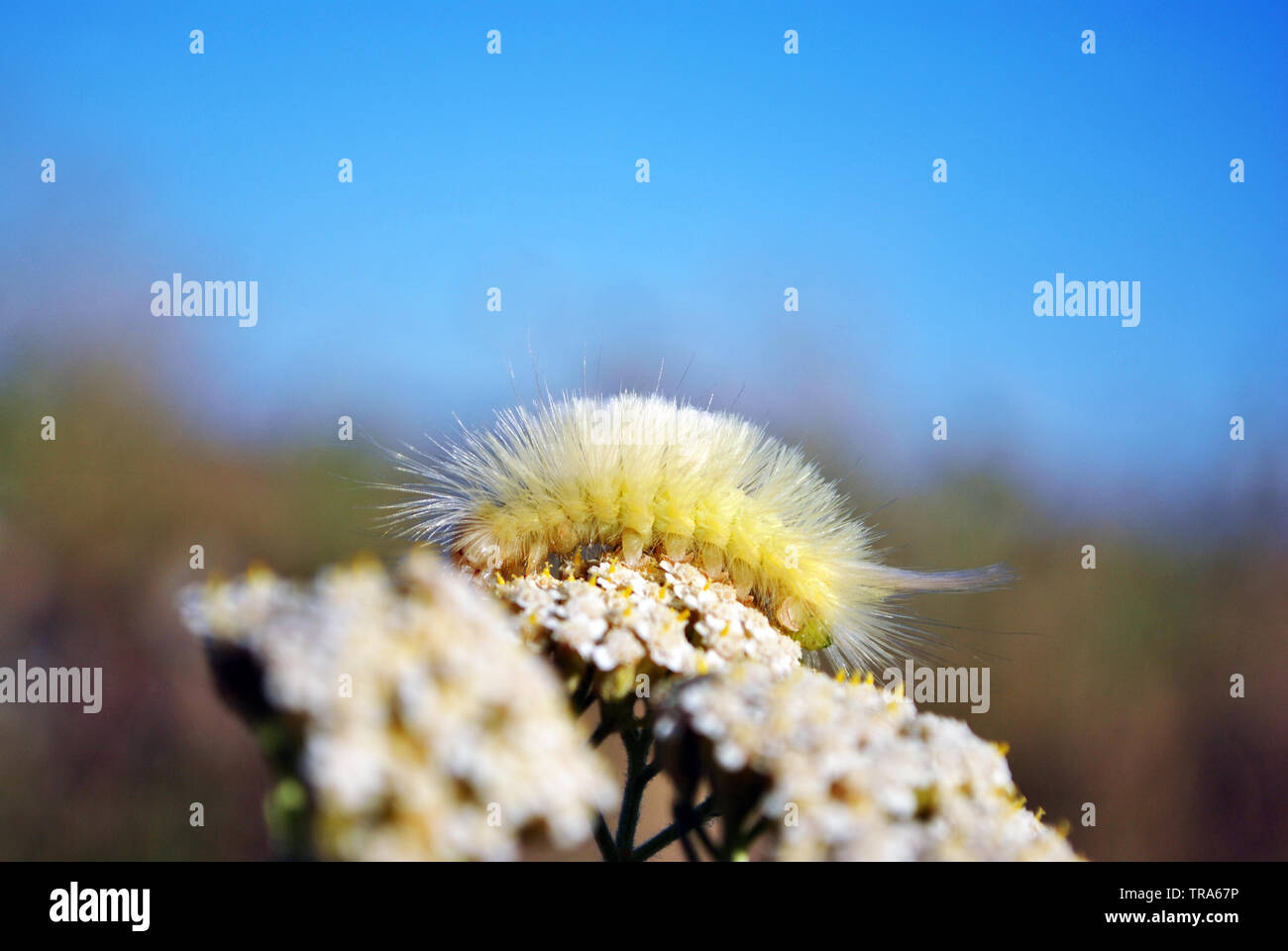 Calliteara pudibunda (pale tussock or meriansborstel) yellow fluffy ...