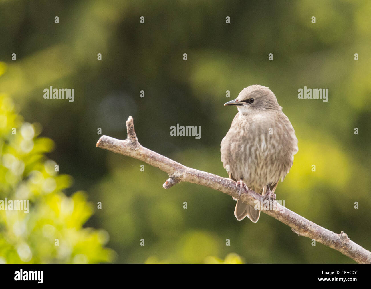 Starling family of birds hi-res stock photography and images - Alamy