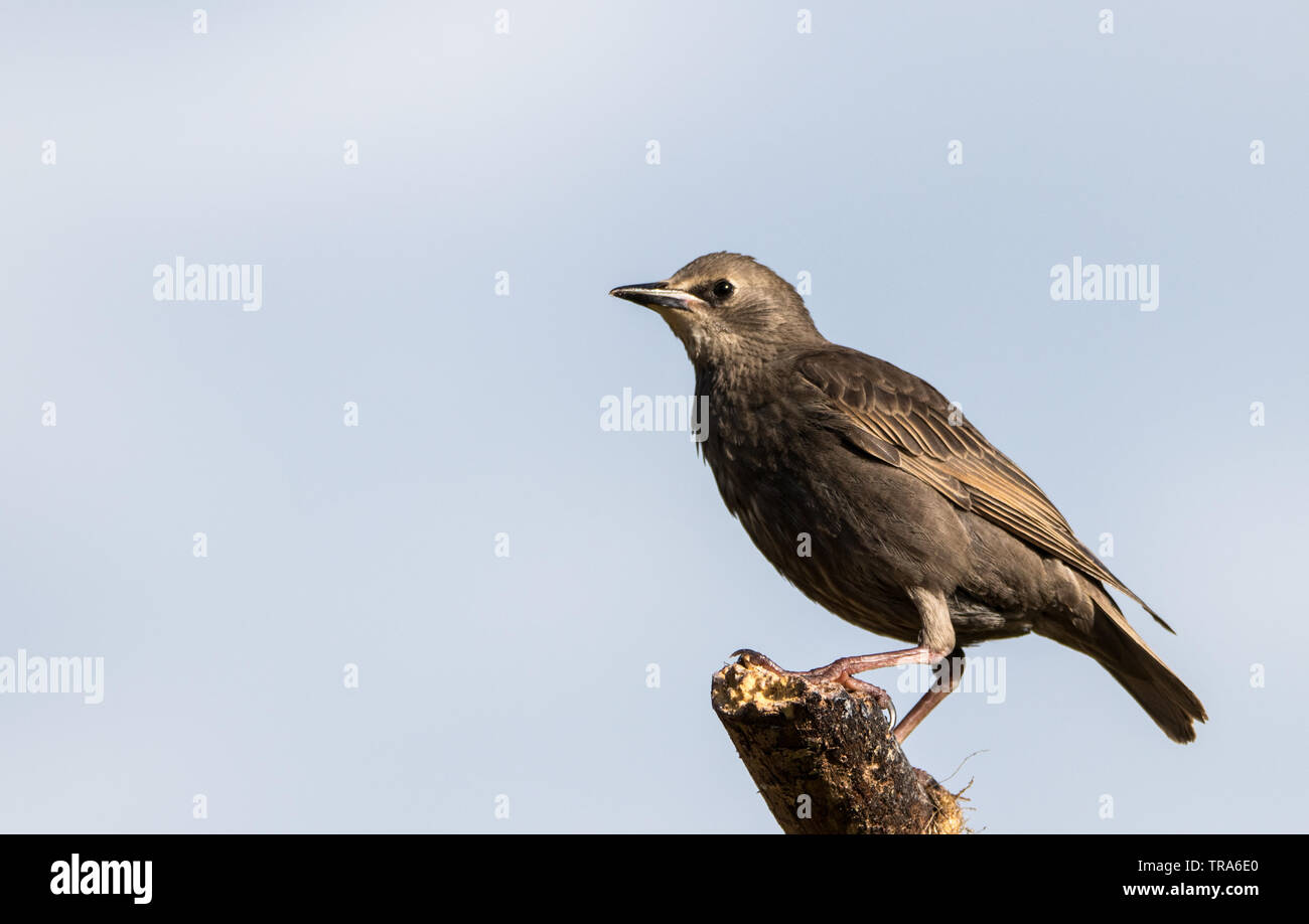 Starling Family, Wildlife, Birds in Spring in a British Garden Stock ...