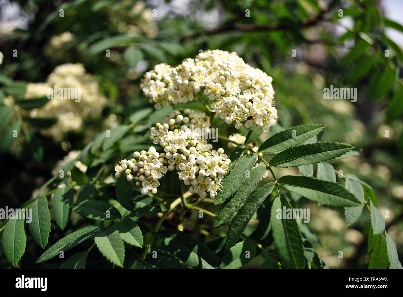 Spring growth on sorbus aucuparia hi-res stock photography and images ...