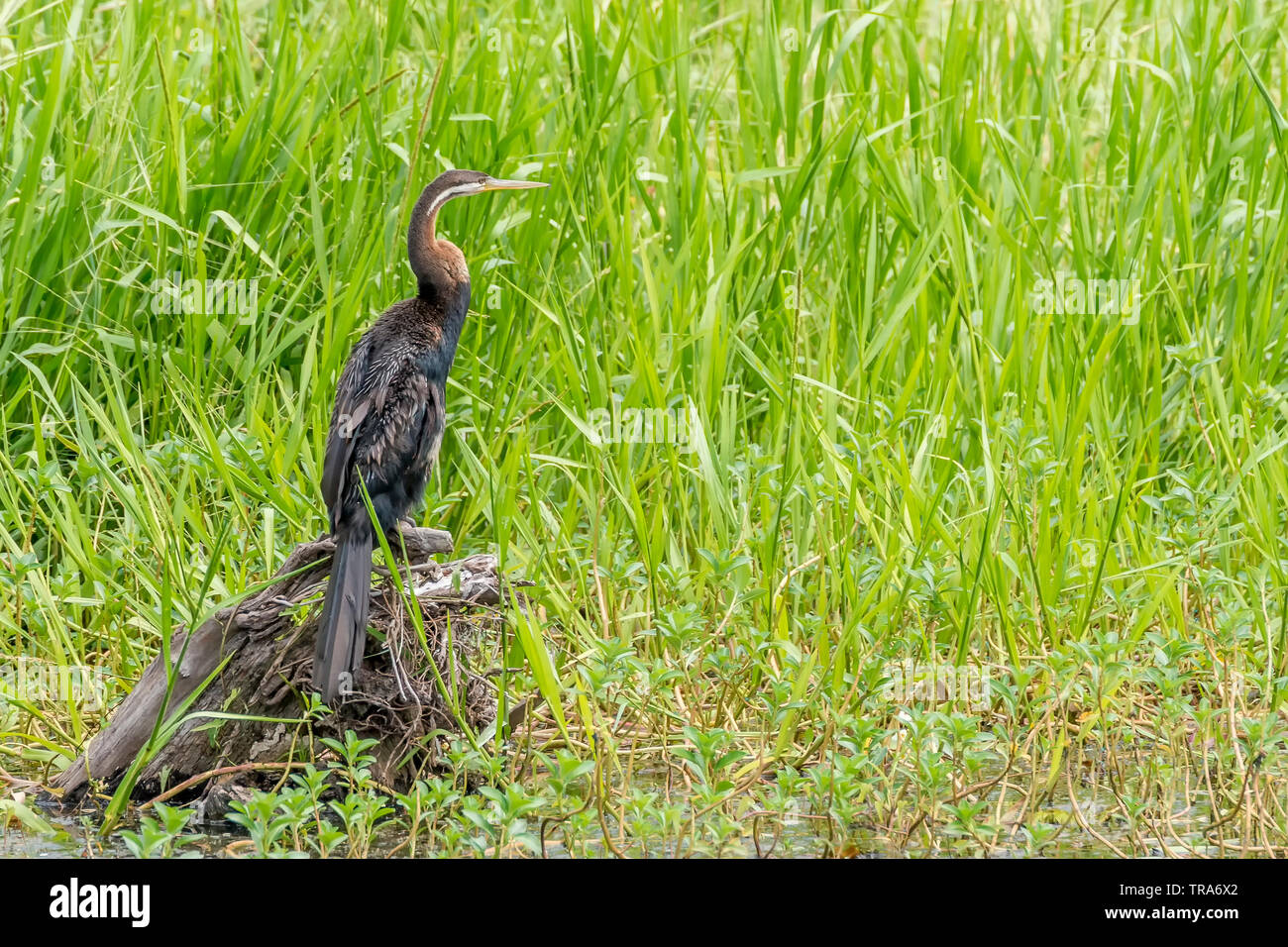 Kakadu bird life hi-res stock photography and images - Alamy