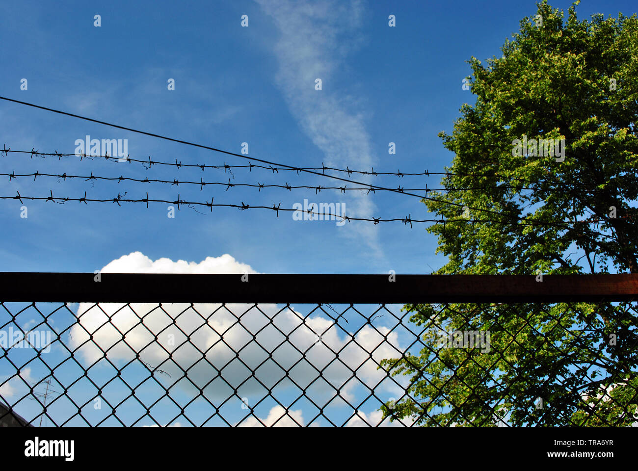 Green tree behind jail barbed wire grid fence, spring sunny landscape ...