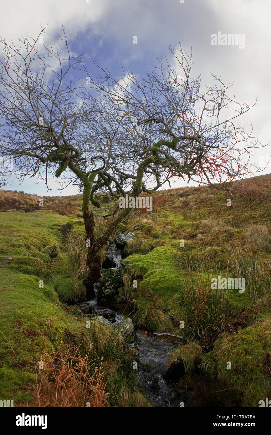 Devonshire moor hi-res stock photography and images - Alamy