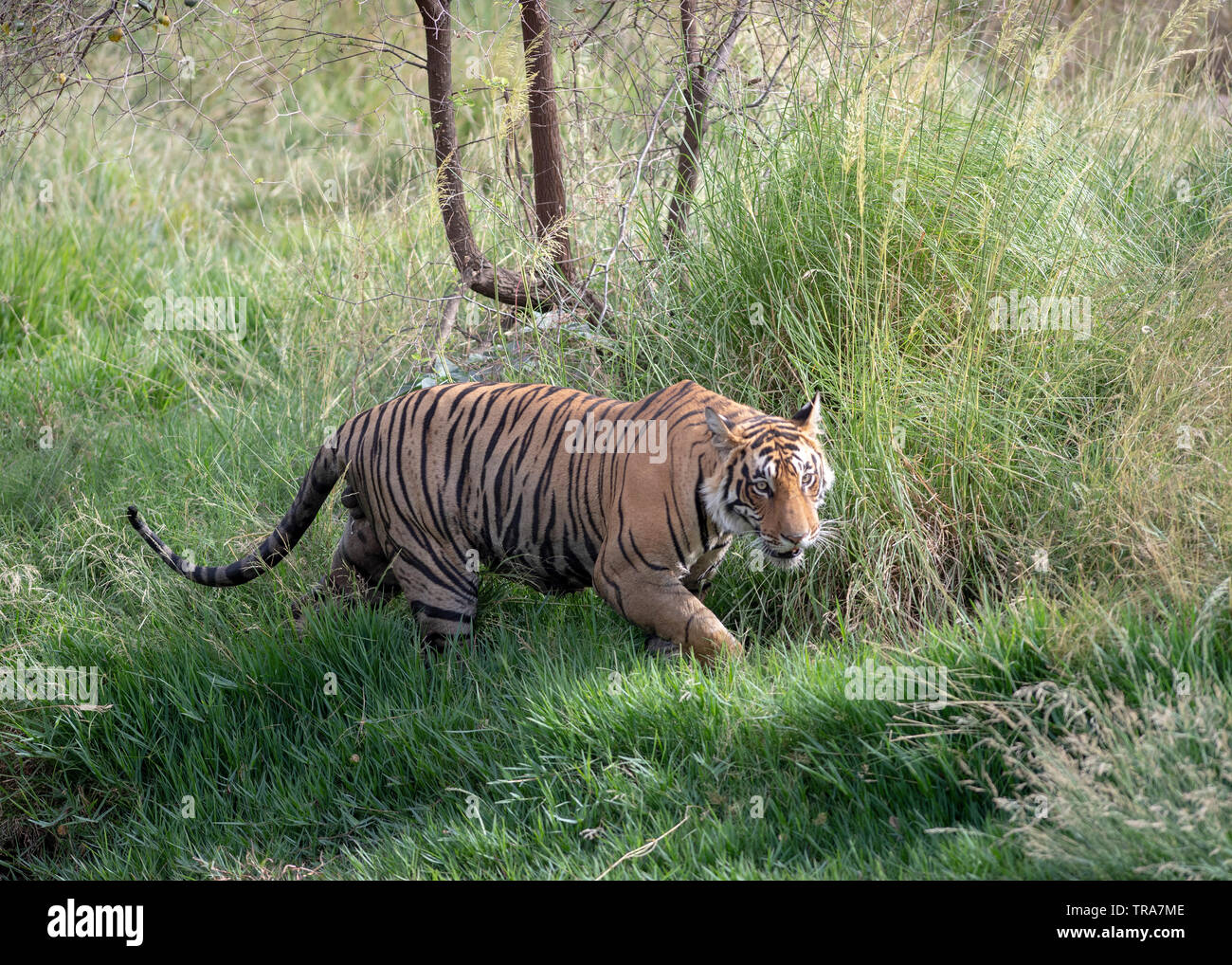 Predatory cat ranthambore tiger reserve hi-res stock photography and ...