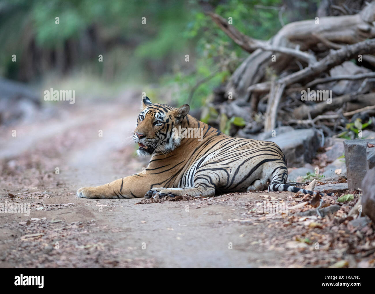 Wildlife cat smells hi-res stock photography and images - Alamy