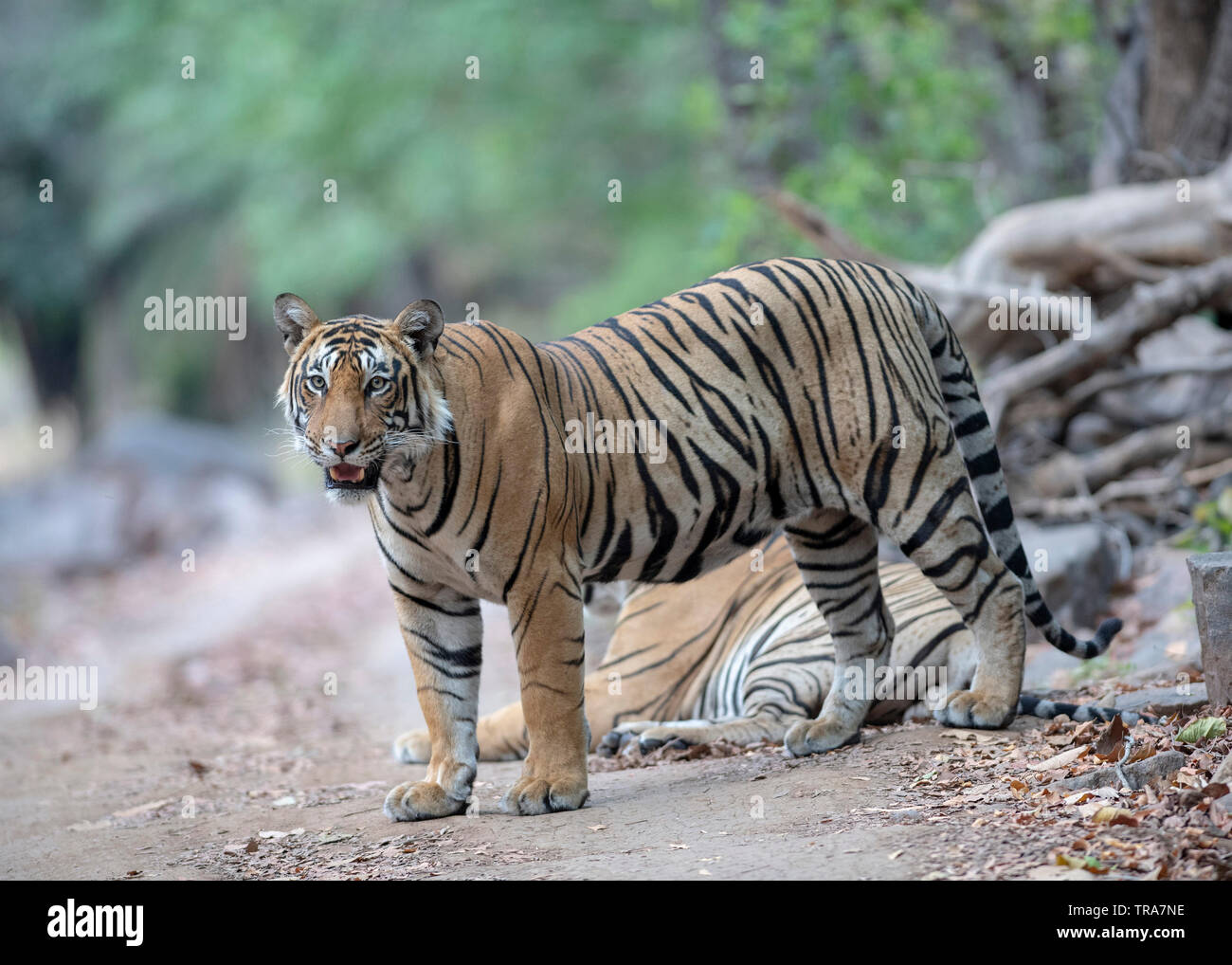 Male tiger smelling hi-res stock photography and images - Alamy