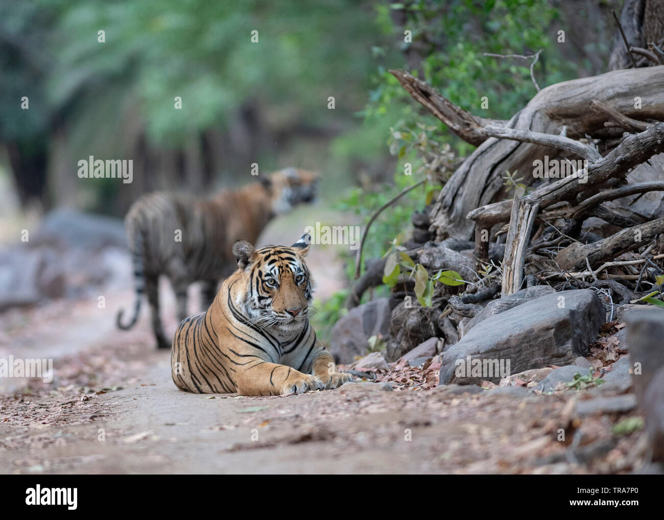 Predatory cat ranthambore tiger reserve hi-res stock photography and ...