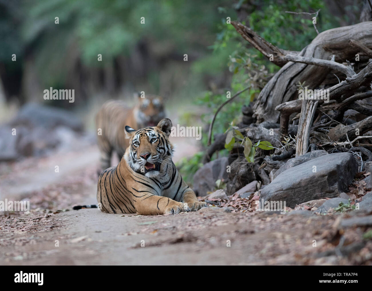 Male tiger smelling hi-res stock photography and images - Alamy