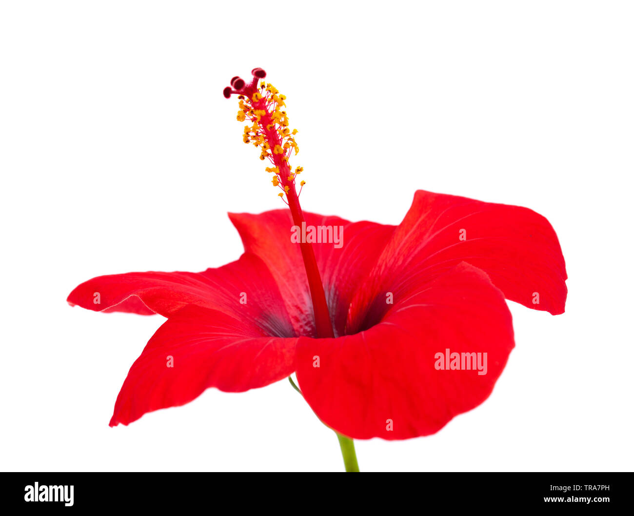 single bright red hibiscus flower isolated on white Stock Photo - Alamy