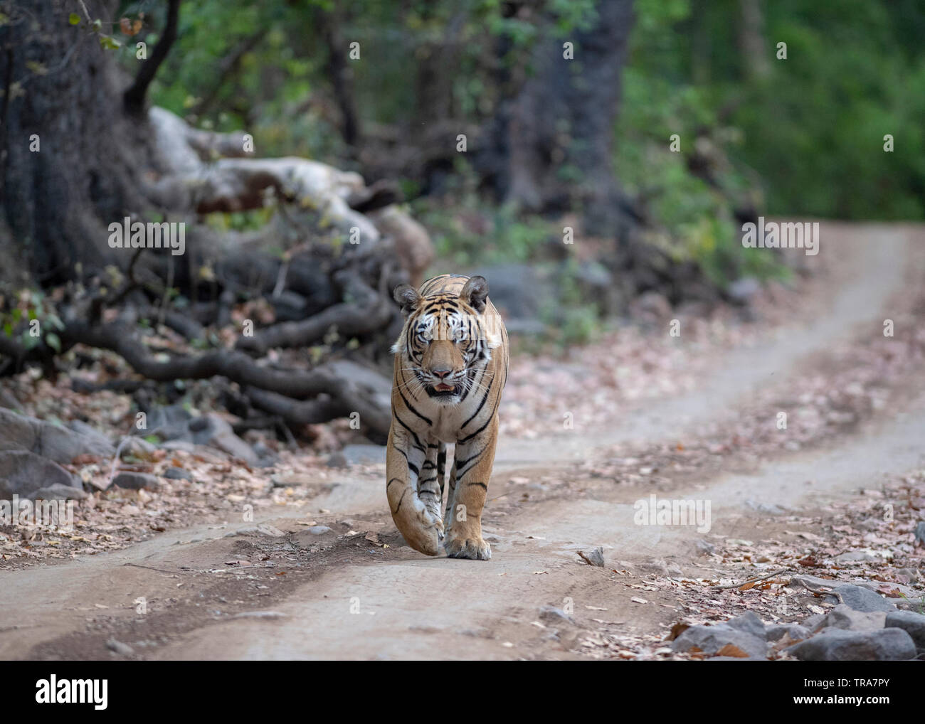 Tiger jam hi-res stock photography and images - Alamy