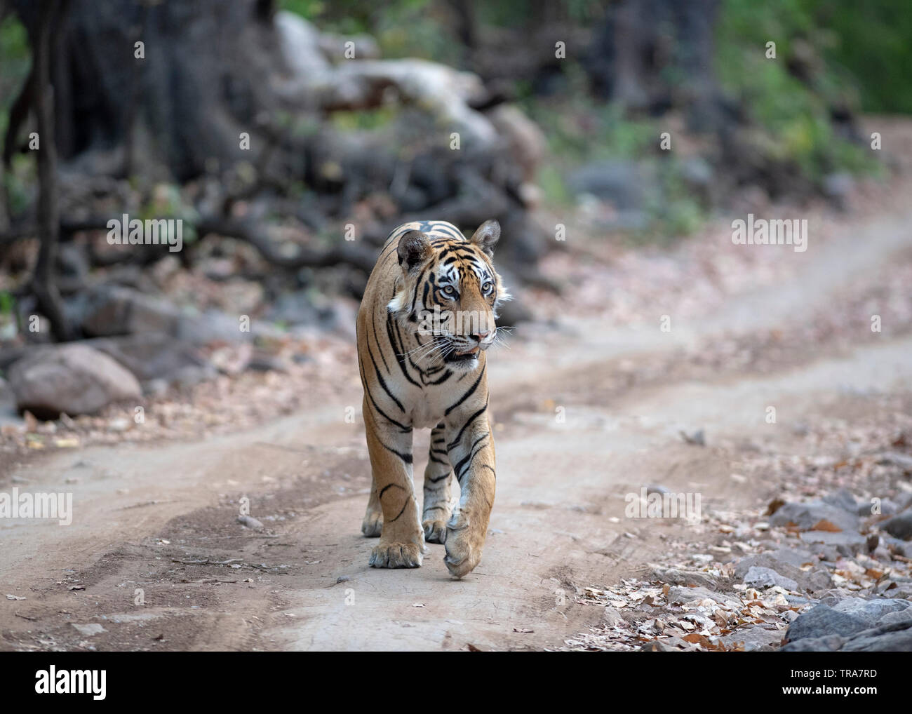 Predatory cat ranthambore tiger reserve hi-res stock photography and ...