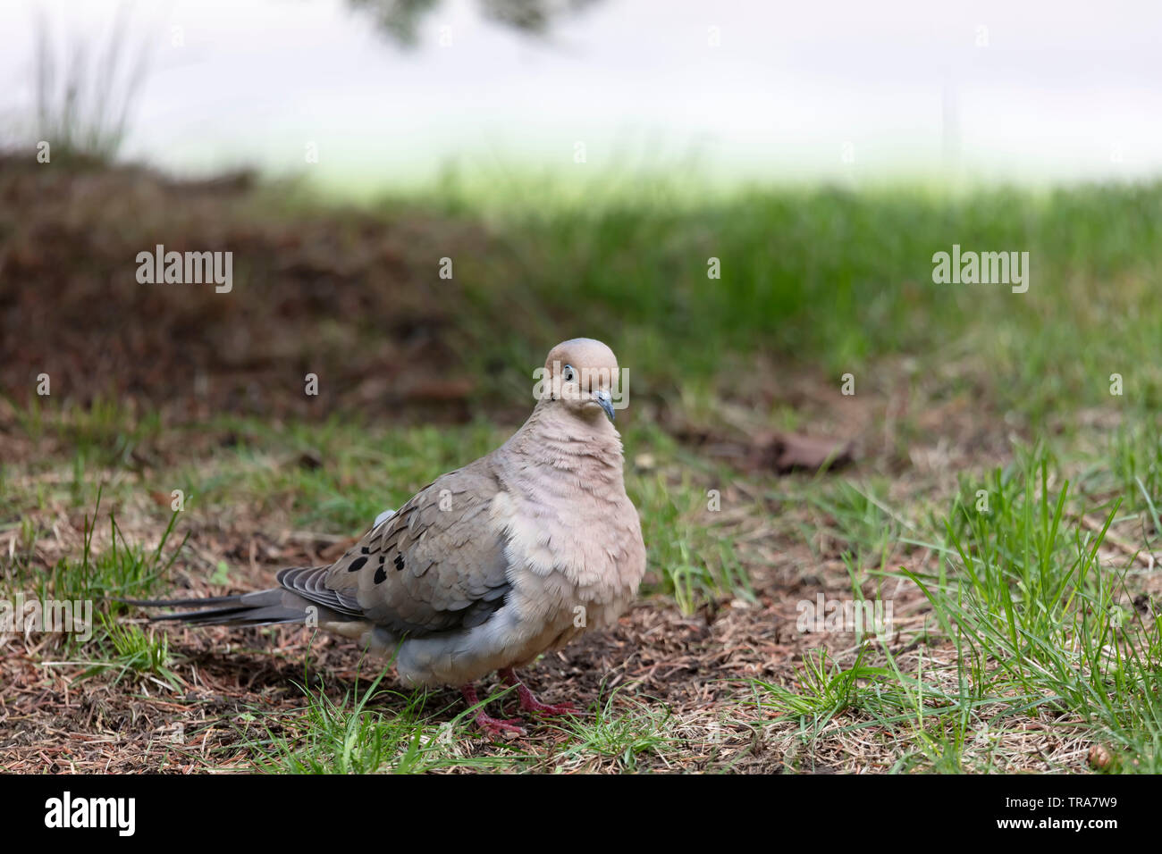 Female mourning dove hi-res stock photography and images - Alamy