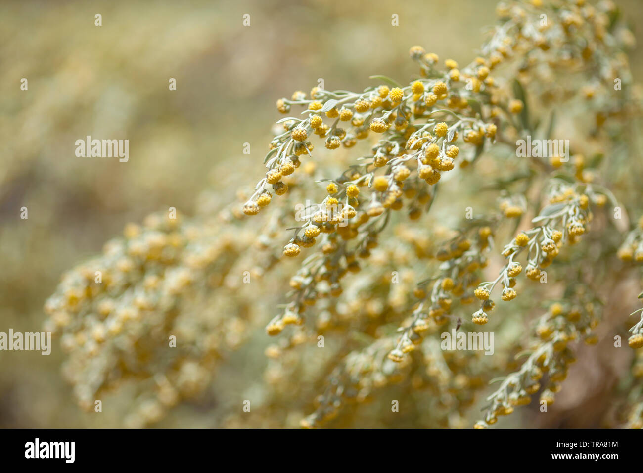 Flora of Gran Canaria - Artemisia thuscula, canarian wormwood flowers ...