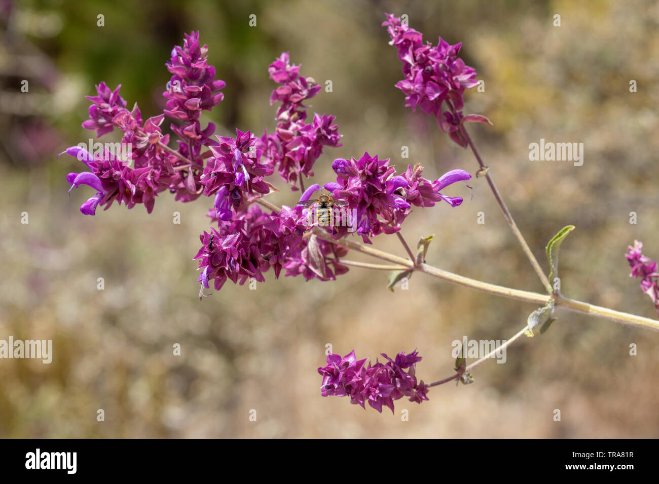Flora of Gran Canaria - flowers of canarian sage, Salvia canariensis ...