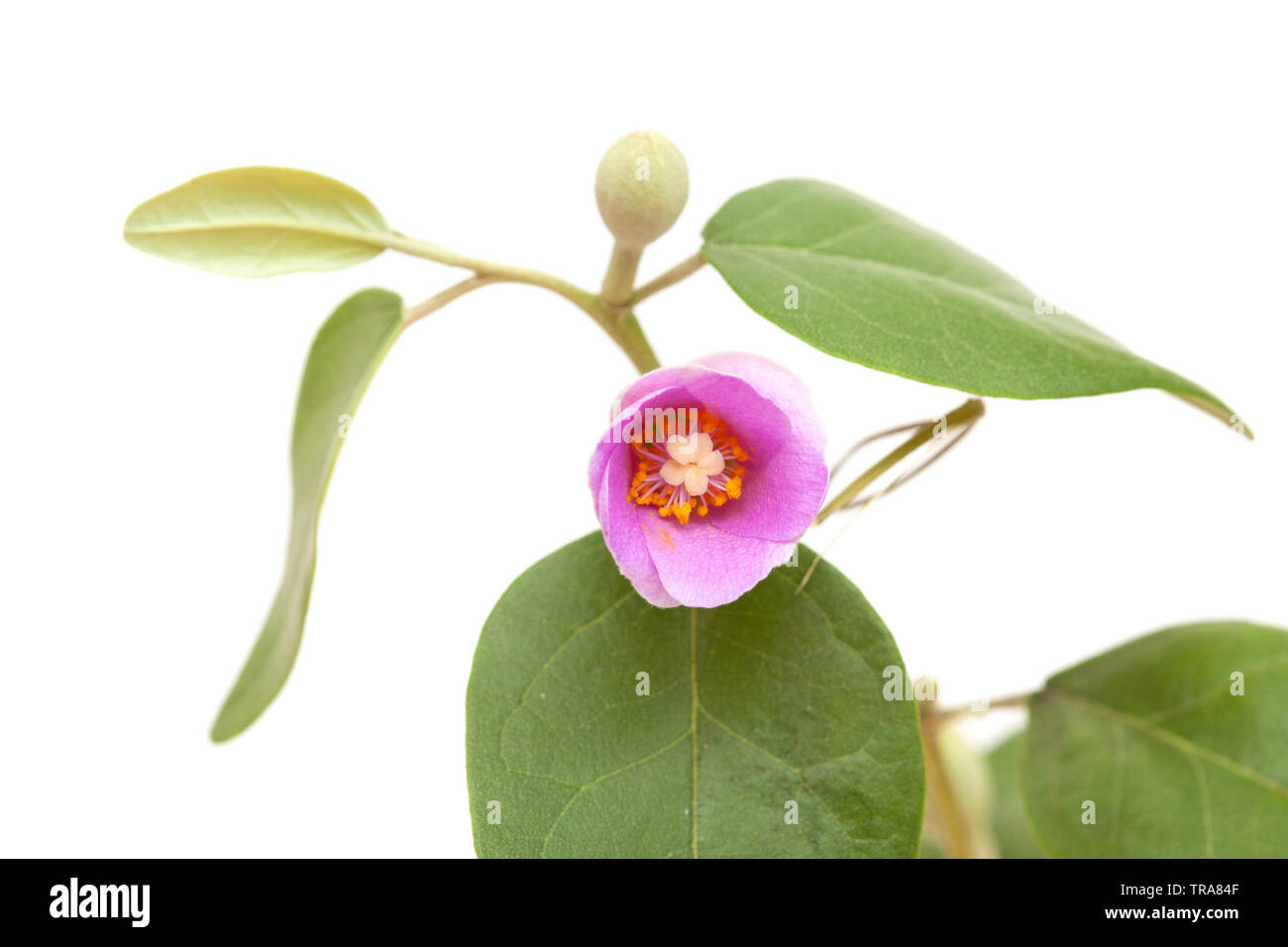 pink flowers of Lagunaria patersonia, pyramid tree, isolated on white ...