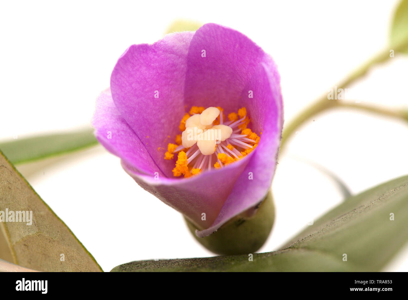 pink flowers of Lagunaria patersonia, pyramid tree, isolated on white ...