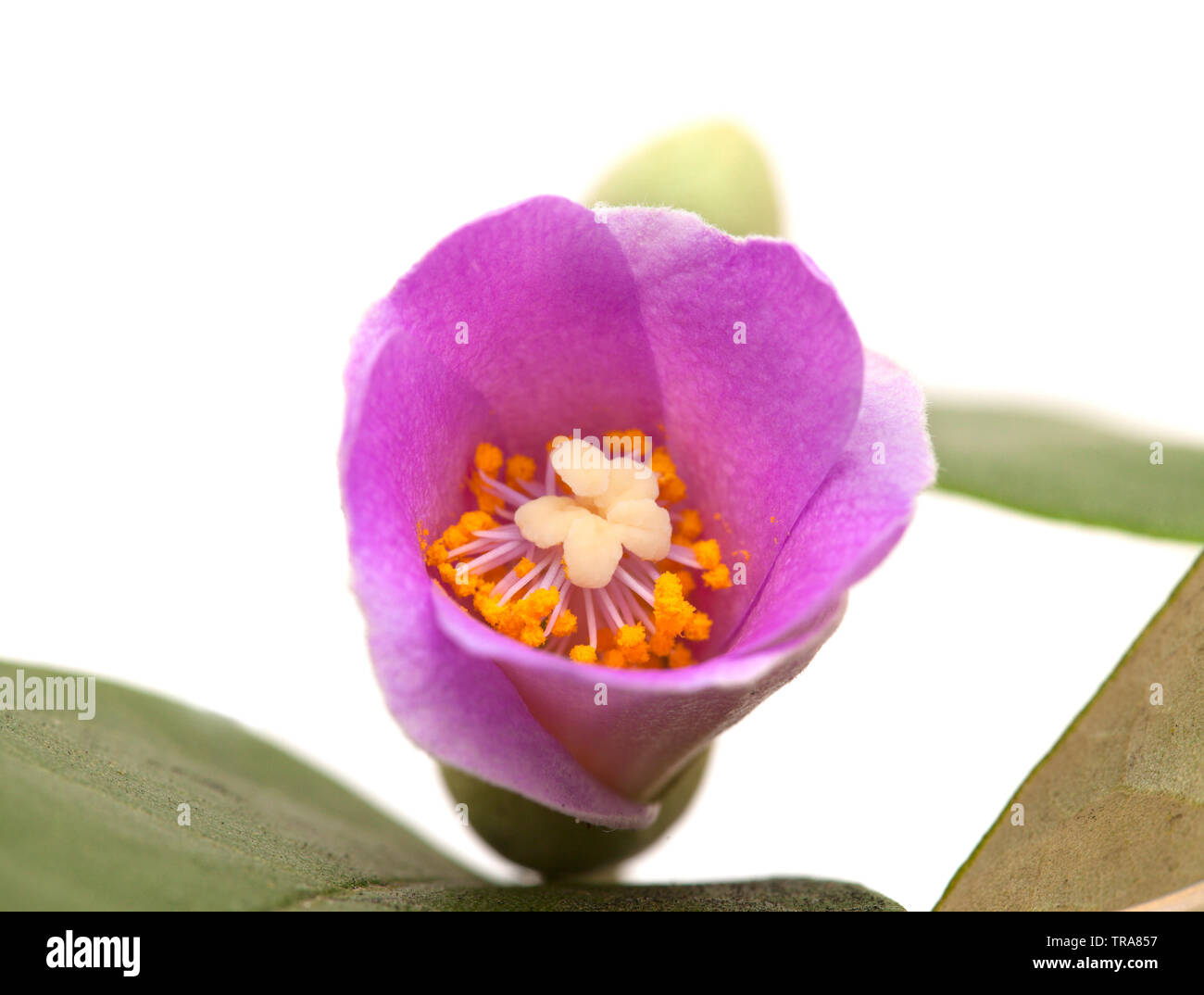 pink flowers of Lagunaria patersonia, pyramid tree, isolated on white ...