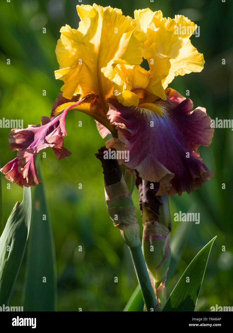 Iris garden florence italy hi-res stock photography and images - Alamy