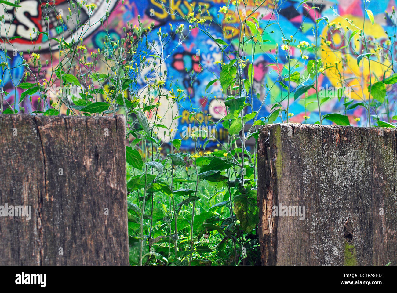 The natural contrast between nature and street art Stock Photo - Alamy