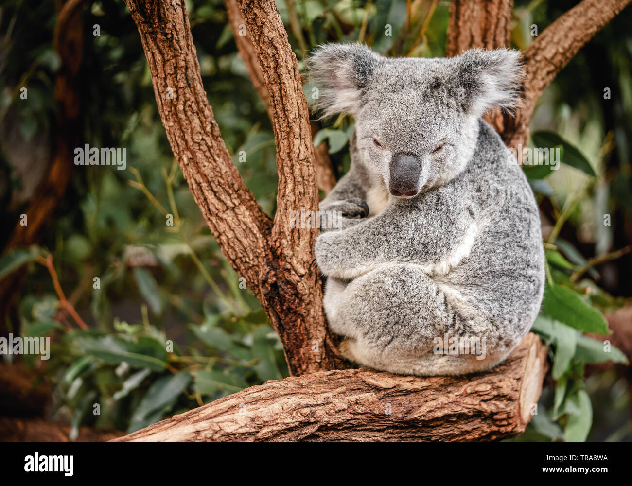 Koala on eucalyptus tree hi-res stock photography and images - Alamy