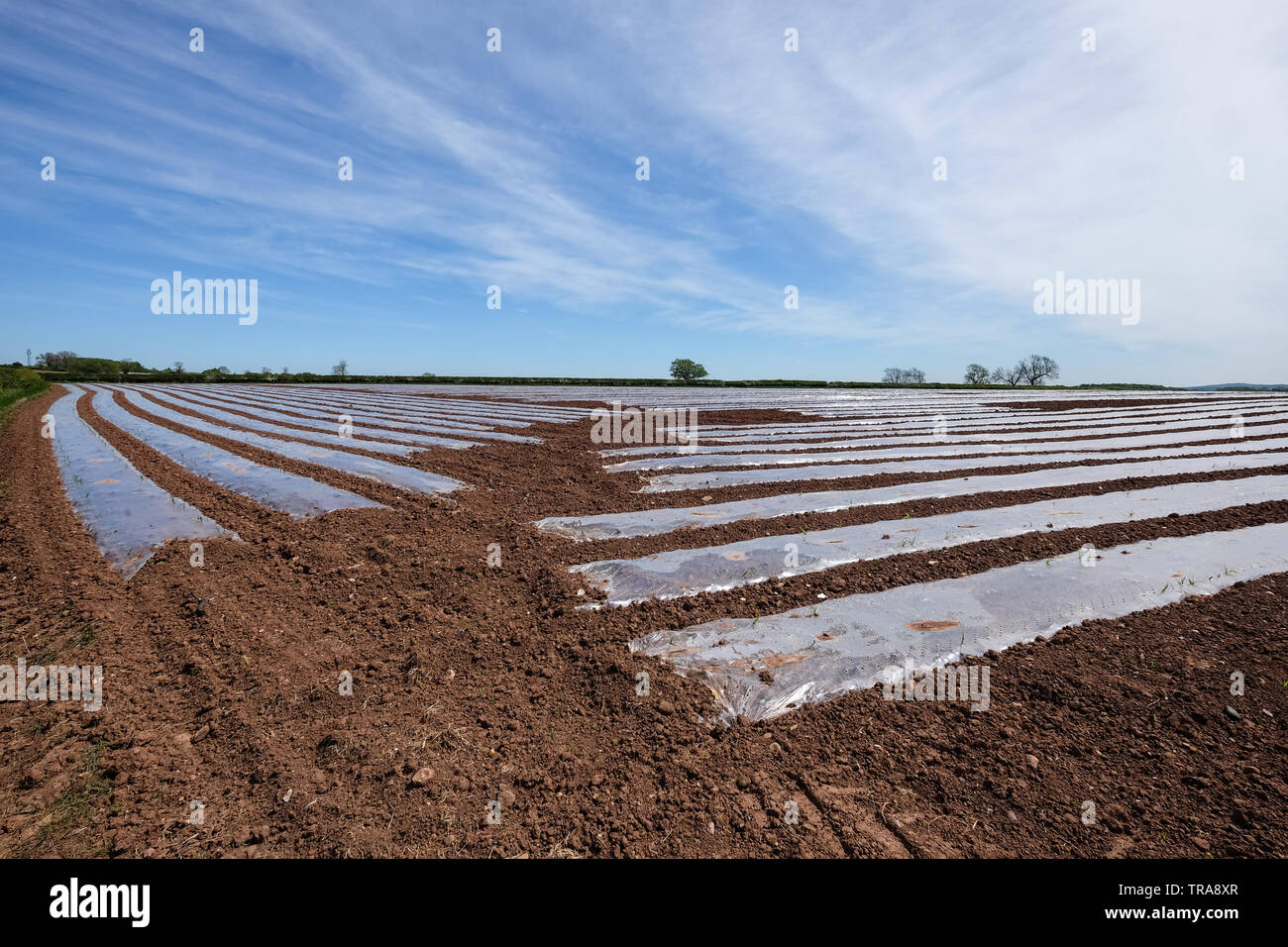 crops growing in a field Stock Photo - Alamy