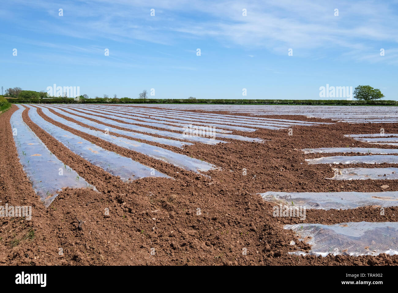 crops growing in a field Stock Photo - Alamy