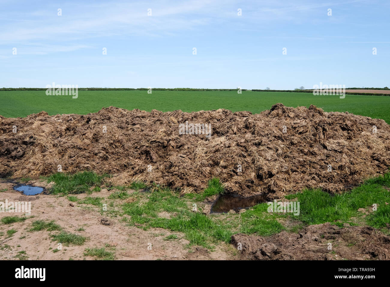 manure stored in a field ready to be spread Stock Photo - Alamy