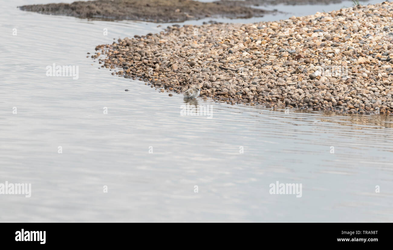 Pied avocet chick hi-res stock photography and images - Alamy