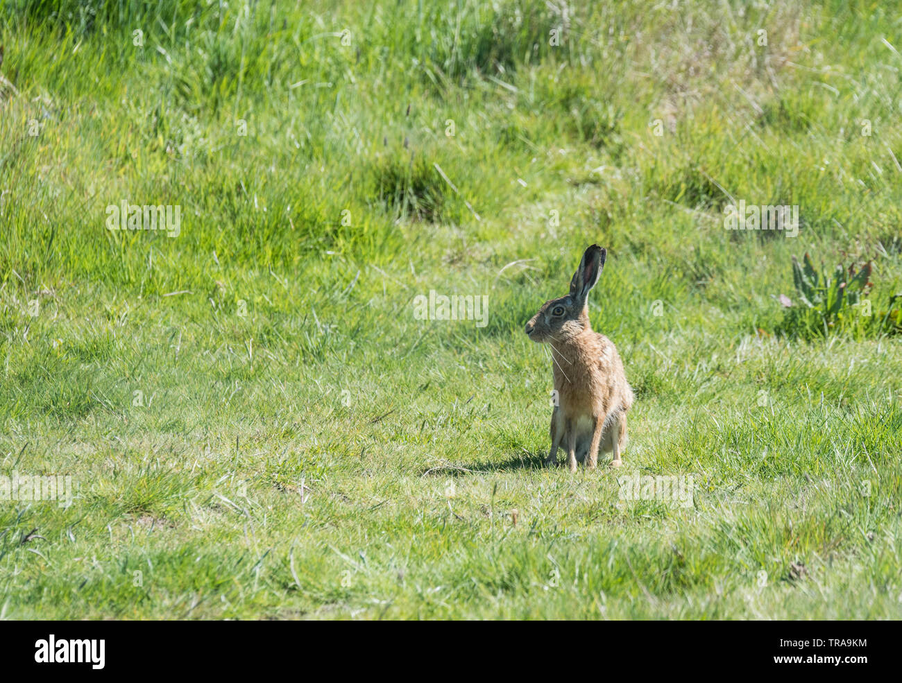 Hare natural history lepus europaeus hi-res stock photography and ...