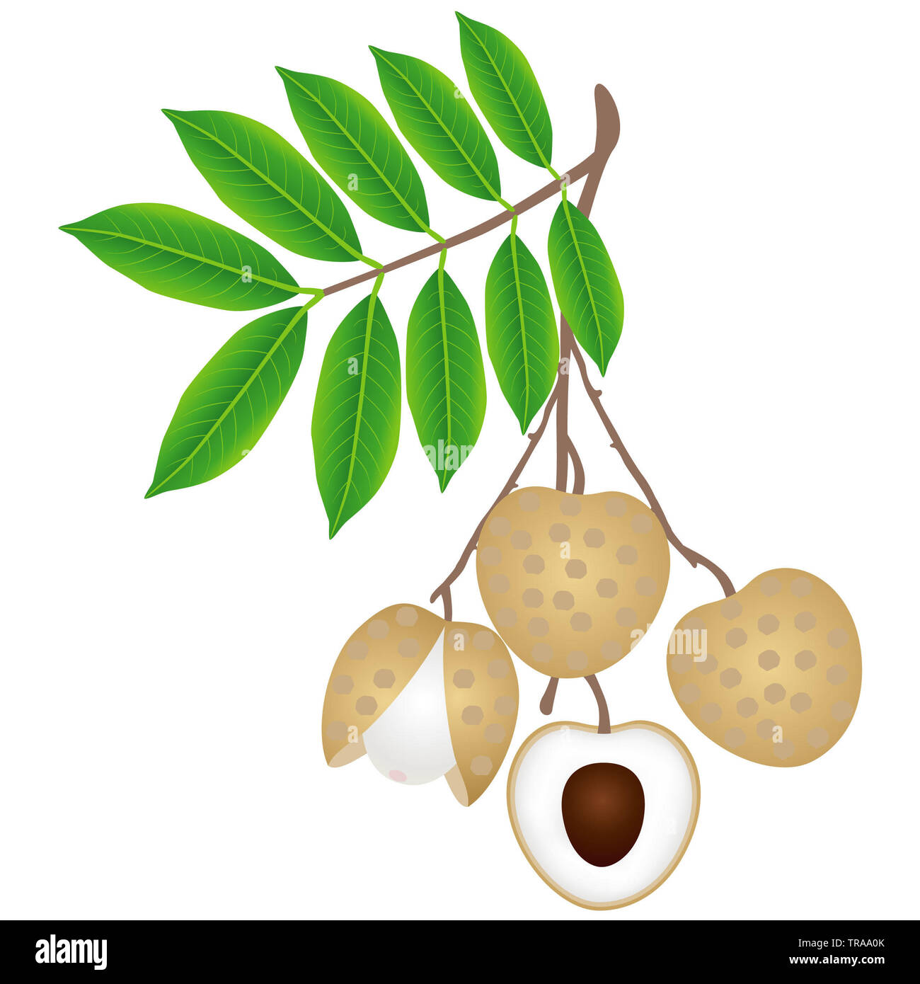 Longan tree with fruit and roots on a white background Stock Photo - Alamy