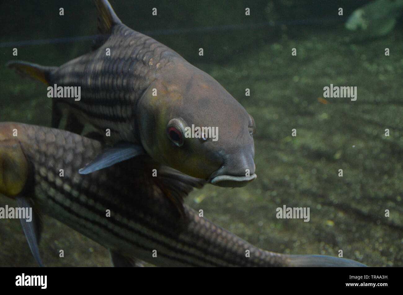 Tropical fish in aquarium, Berlin Stock Photo - Alamy
