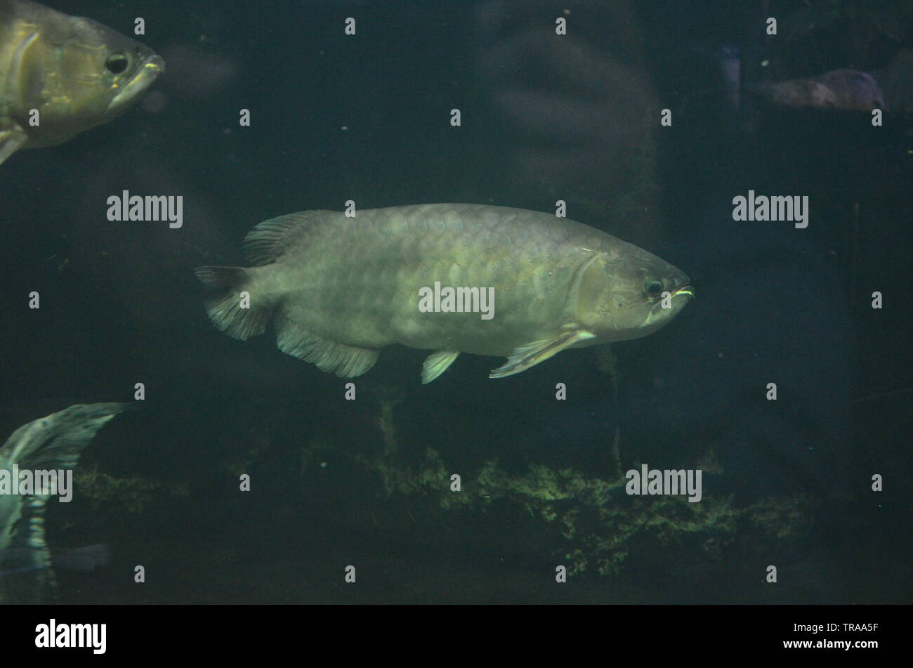 Tropical fish in aquarium, Berlin Stock Photo - Alamy