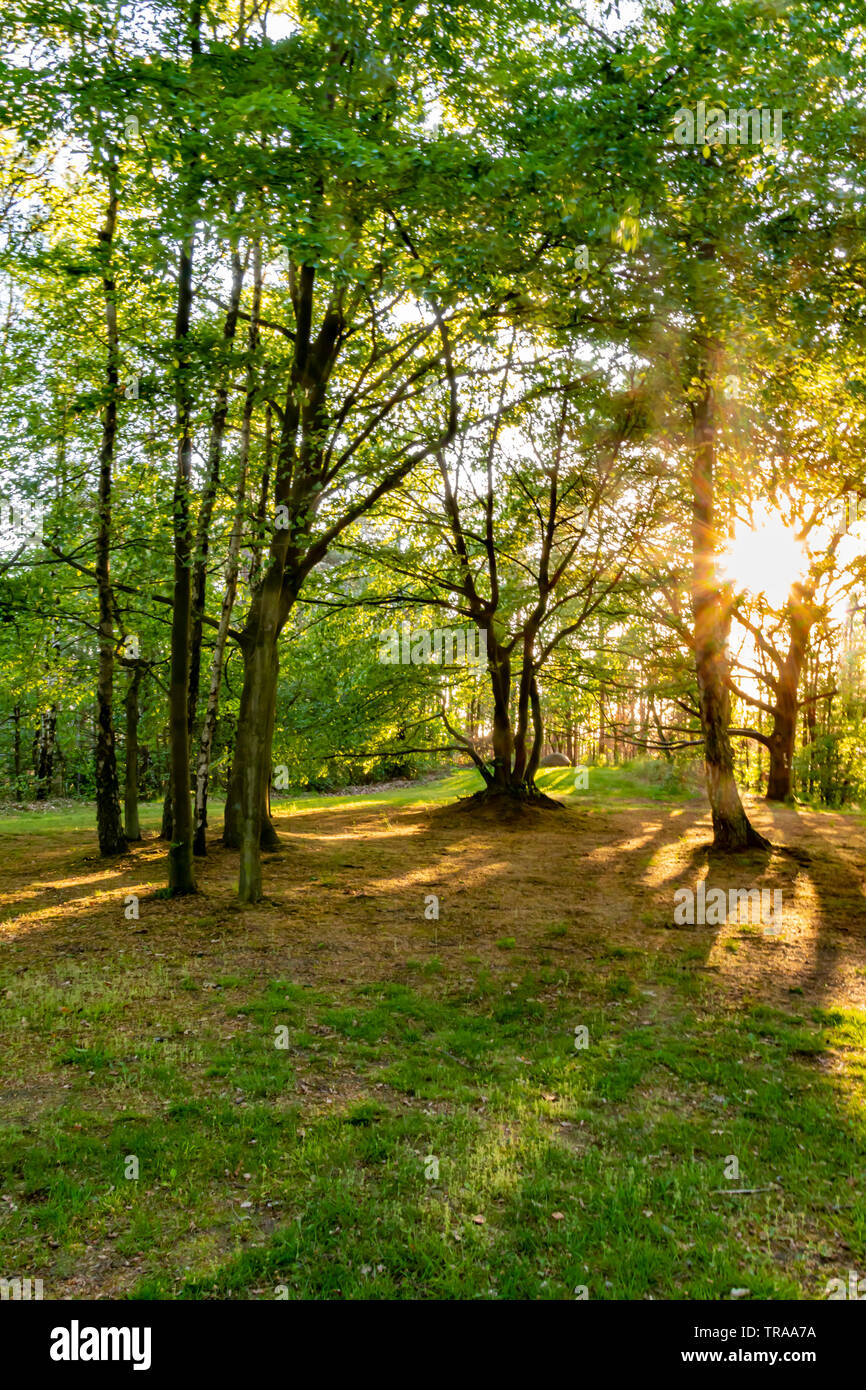 Sun flare through trees sunset hi-res stock photography and images - Alamy