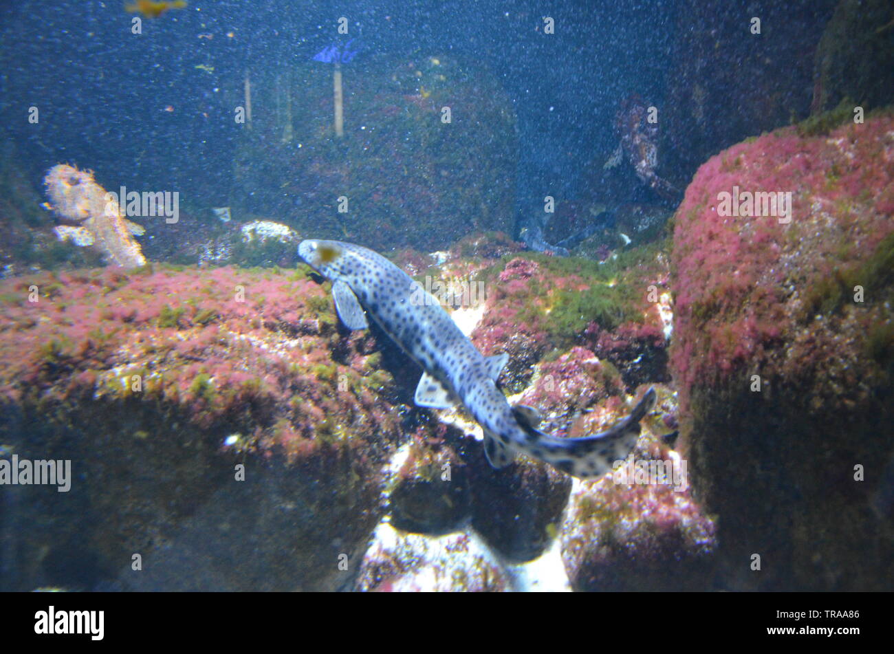 Tropical fish in aquarium, Berlin Stock Photo - Alamy