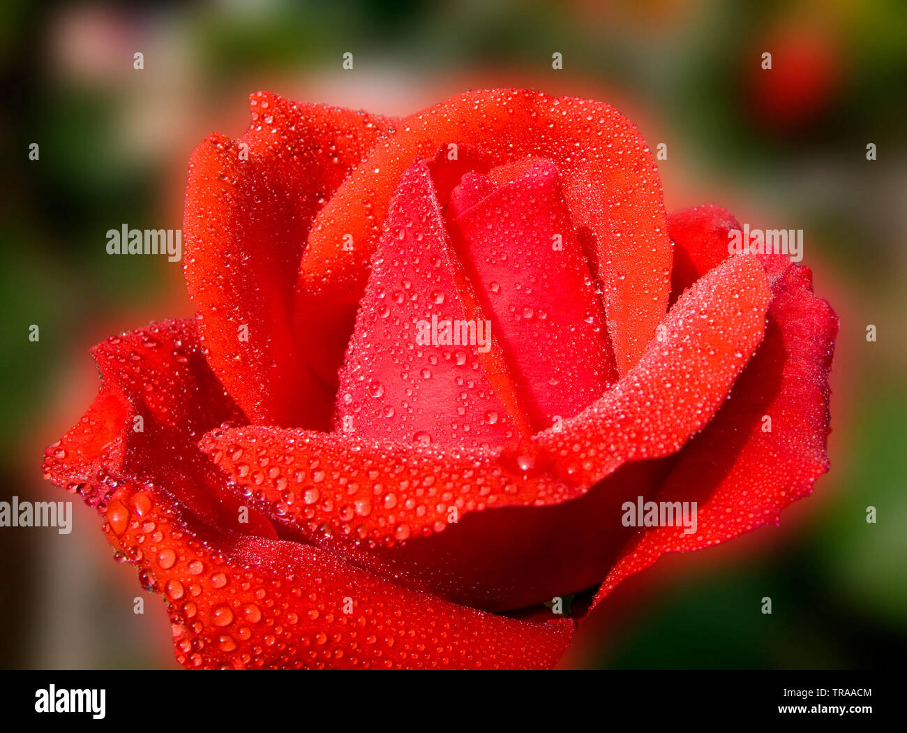 A close-up of rose flowers Stock Photo - Alamy