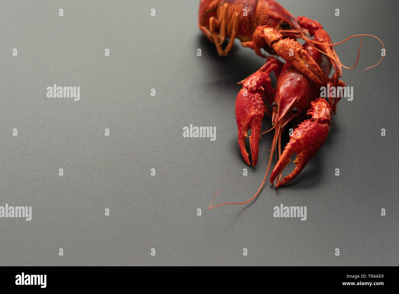 Crayfish red, Baby Lobster portrait on black background Stock Photo - Alamy