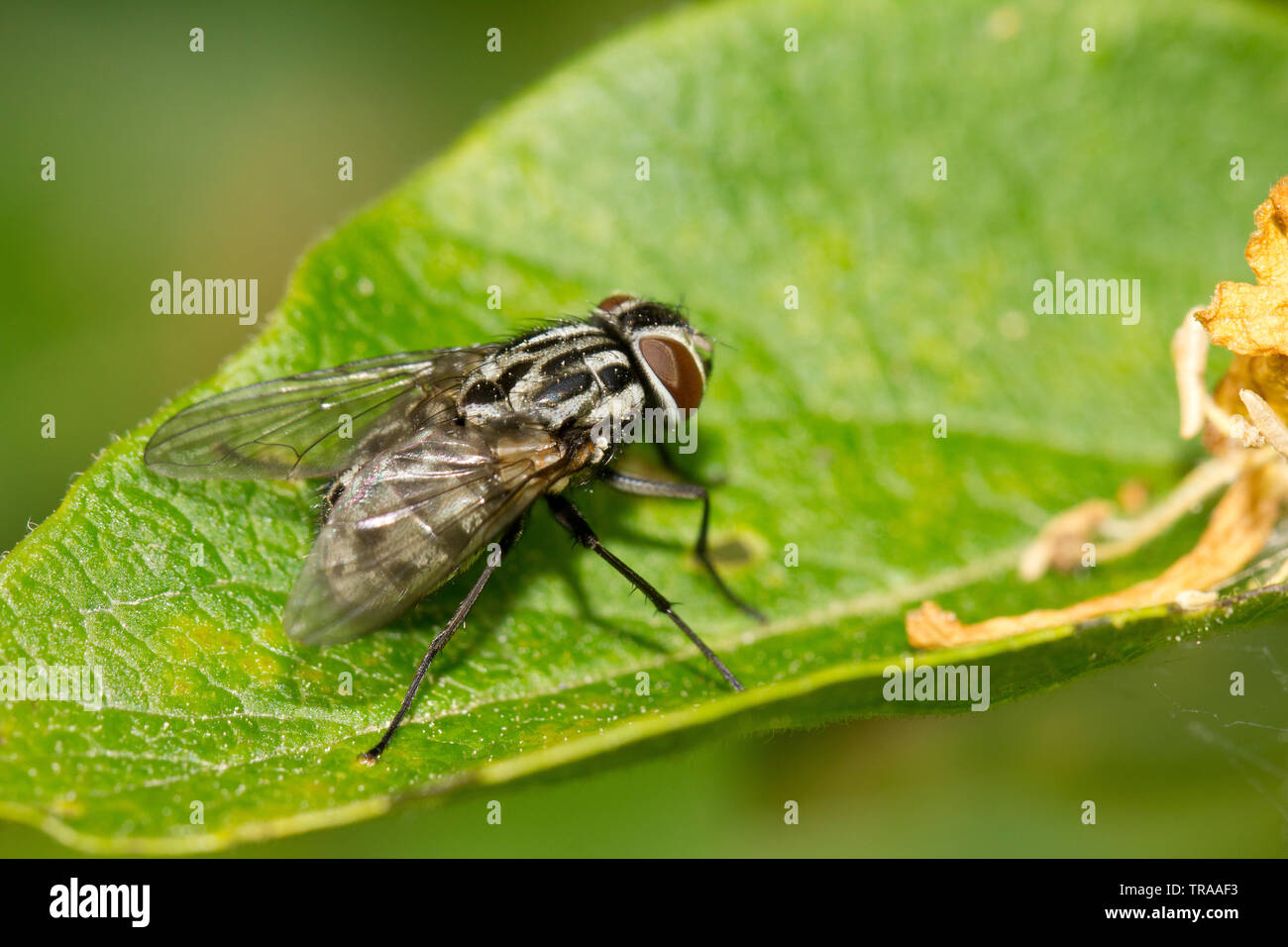 Stable fly hi-res stock photography and images - Alamy