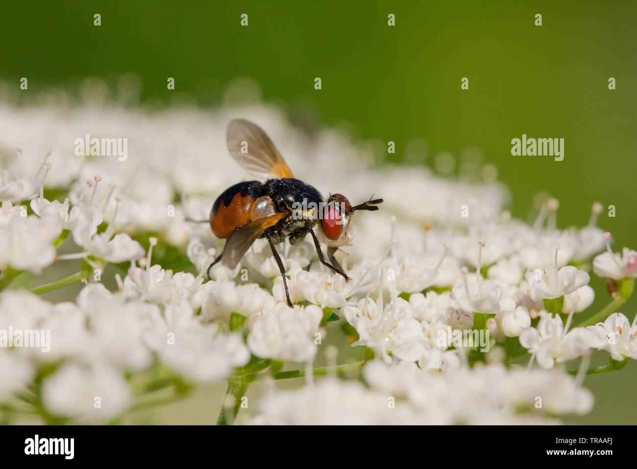Tachinidae diptera parasite hi-res stock photography and images - Alamy