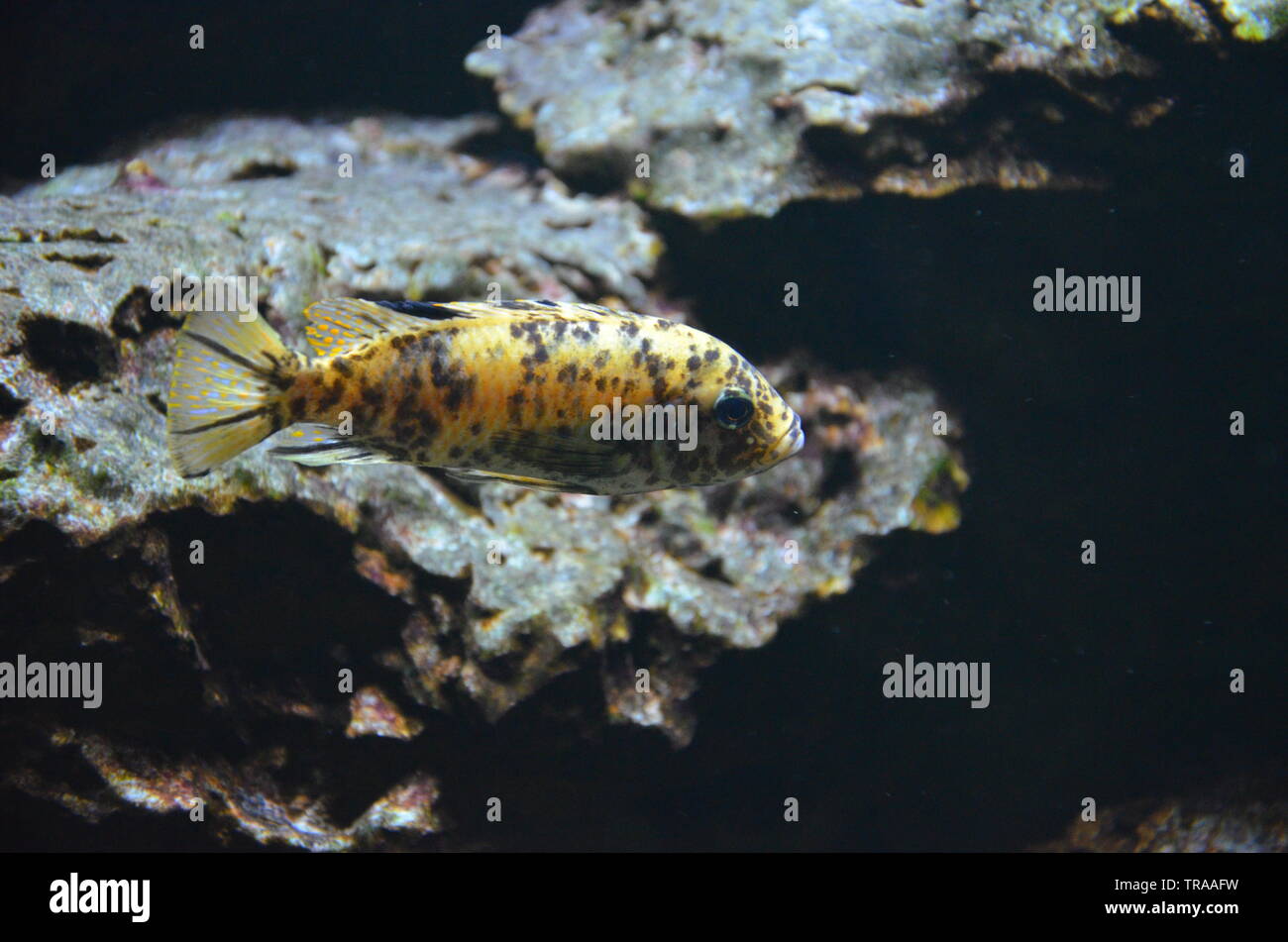 Tropical fish in aquarium, Berlin Stock Photo - Alamy