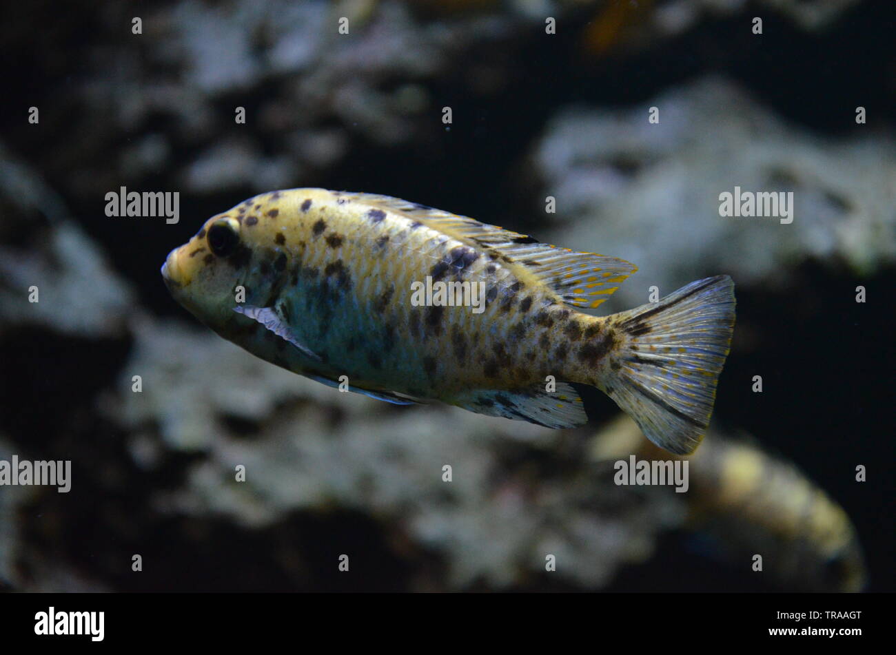 Tropical fish in aquarium, Berlin Stock Photo - Alamy