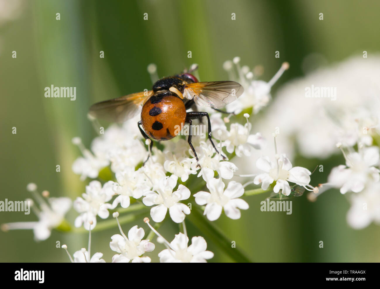 Tachinidae diptera parasite hi-res stock photography and images - Alamy