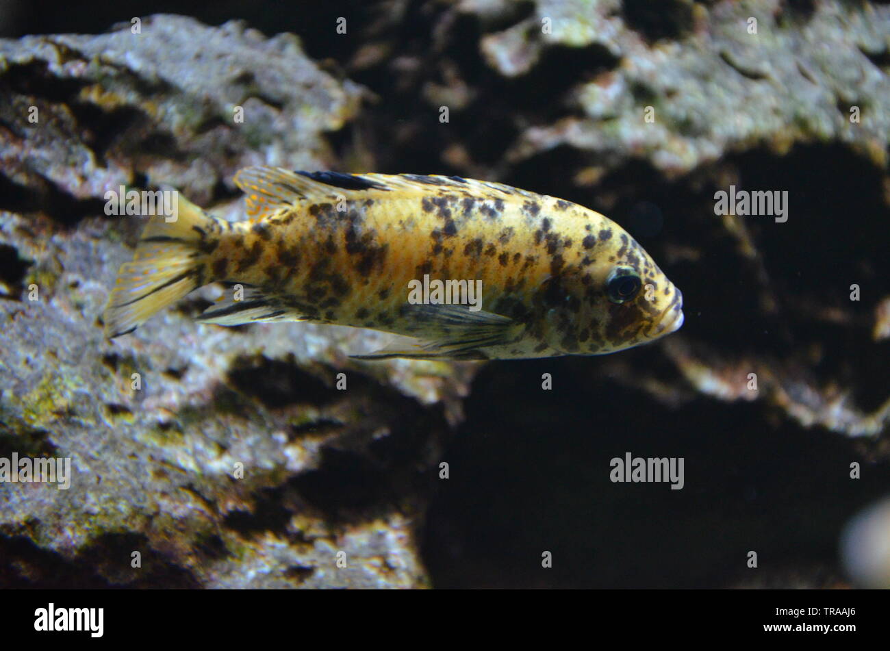 Tropical fish in aquarium, Berlin Stock Photo - Alamy