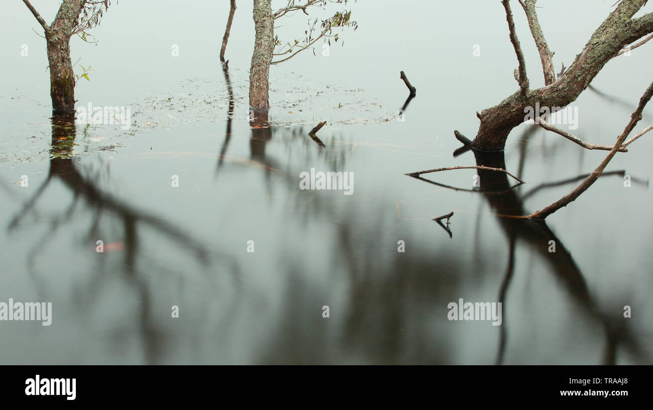Long exposure of tree trunks submerged in water Stock Photo - Alamy