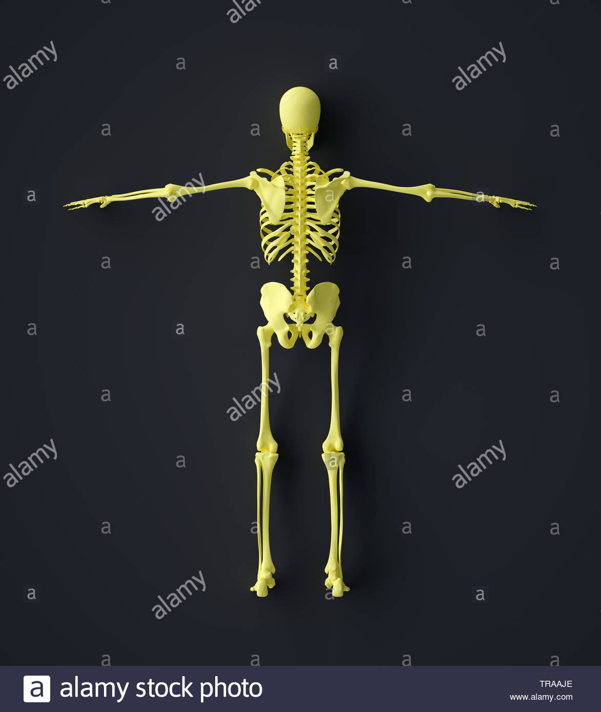 Skeleton Rear Stock Photos & Skeleton Rear Stock Images - Alamy