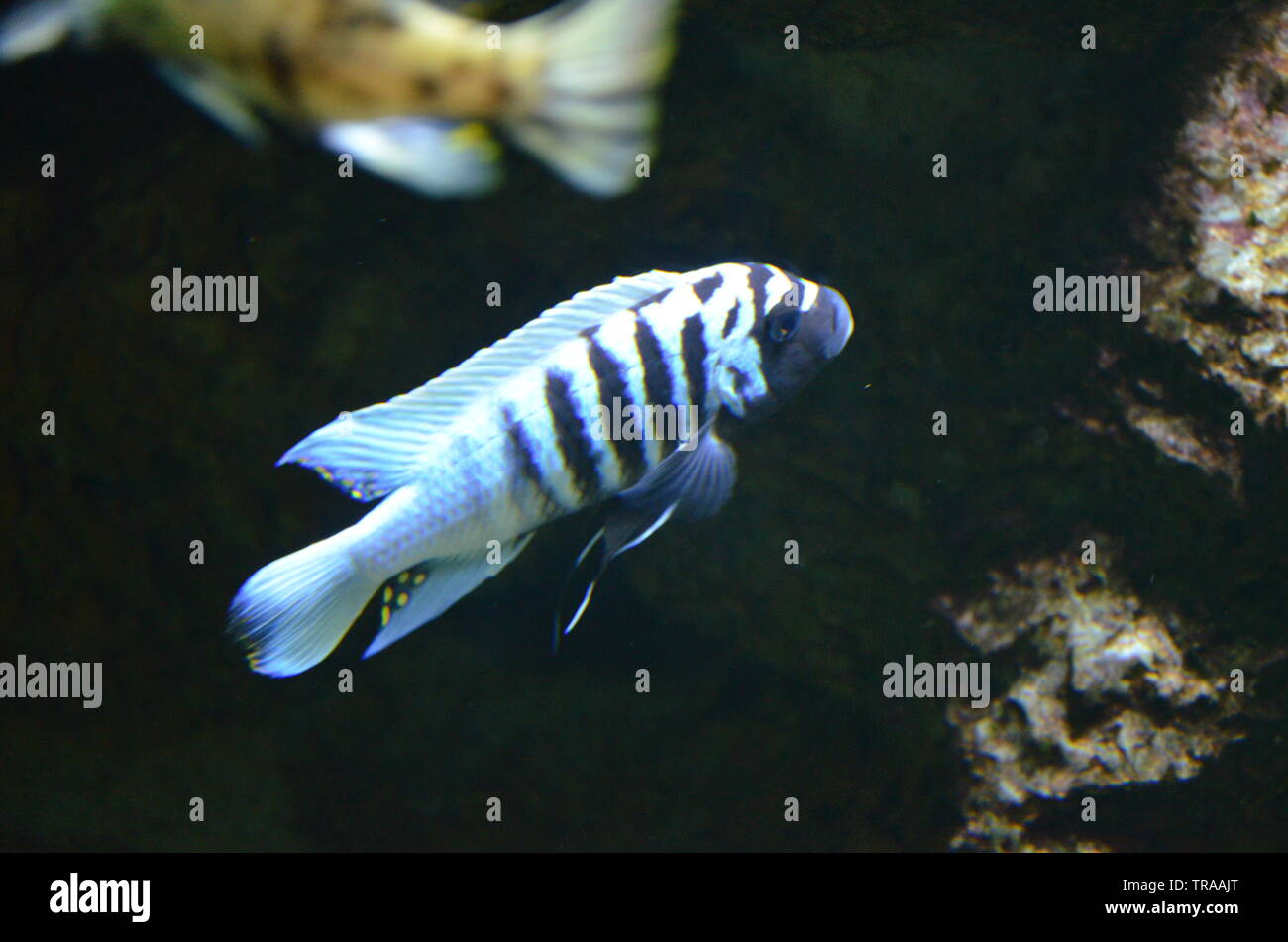 Tropical fish in aquarium, Berlin Stock Photo - Alamy