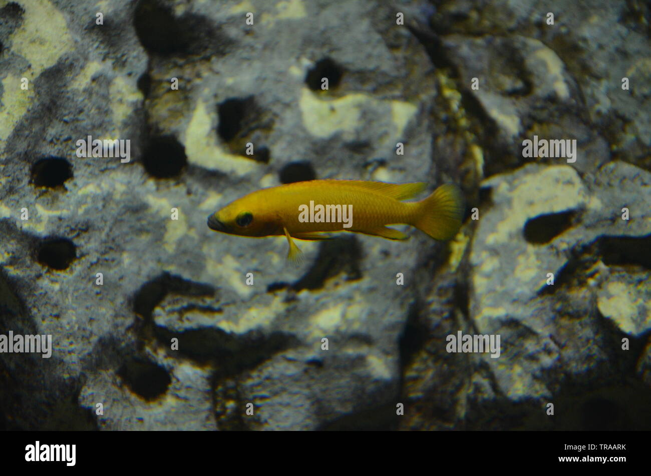 Tropical fish in aquarium, Berlin Stock Photo - Alamy