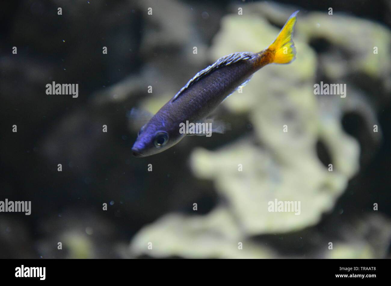 Tropical fish in aquarium, Berlin Stock Photo - Alamy
